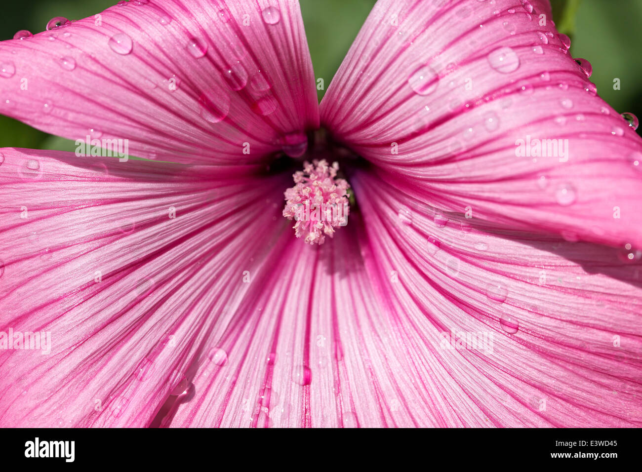 Mallow - with water drops Stock Photo - Alamy