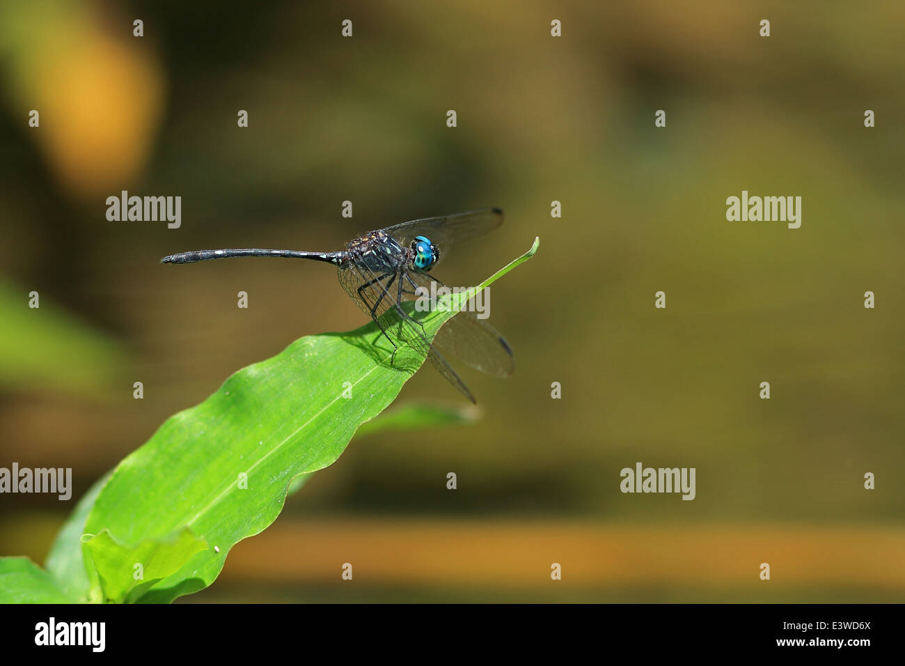 Dashers hi-res stock photography and images - Alamy