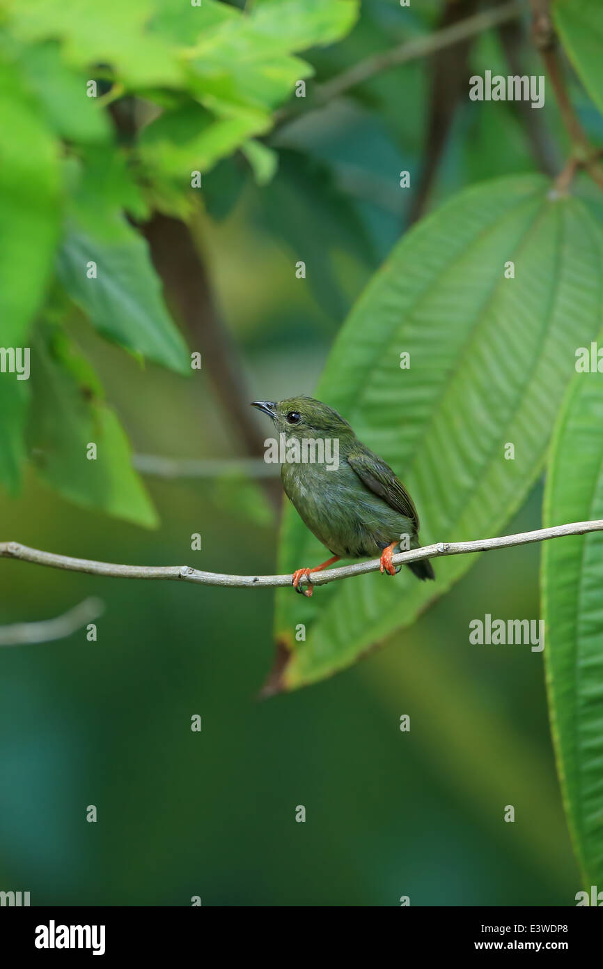 White-bearded Manakin (Manacus manacus Stock Photo - Alamy