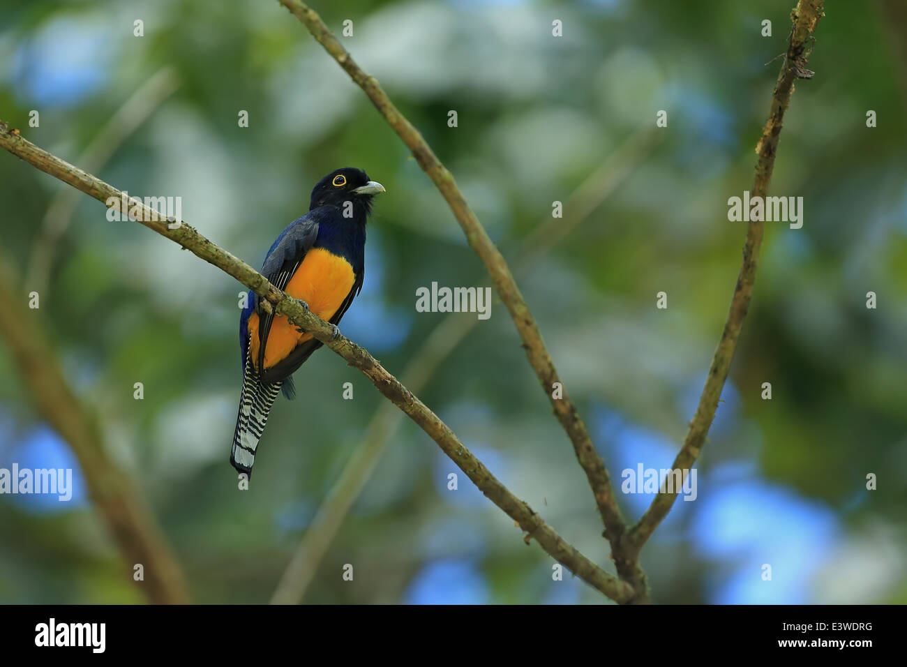 Trogons hi-res stock photography and images - Alamy