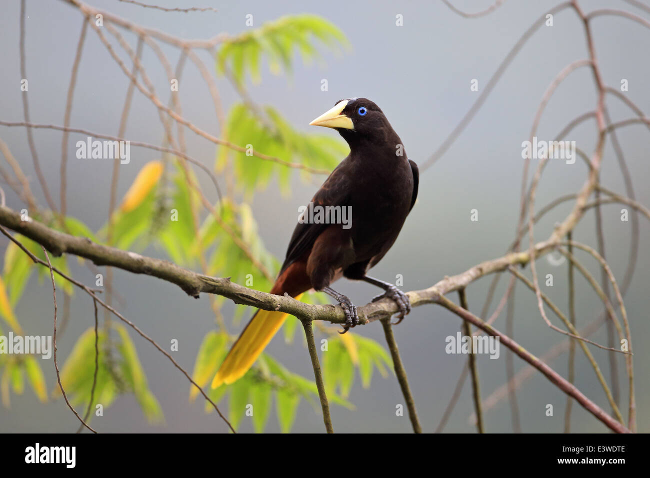 Oropendolas High Resolution Stock Photography and Images - Alamy