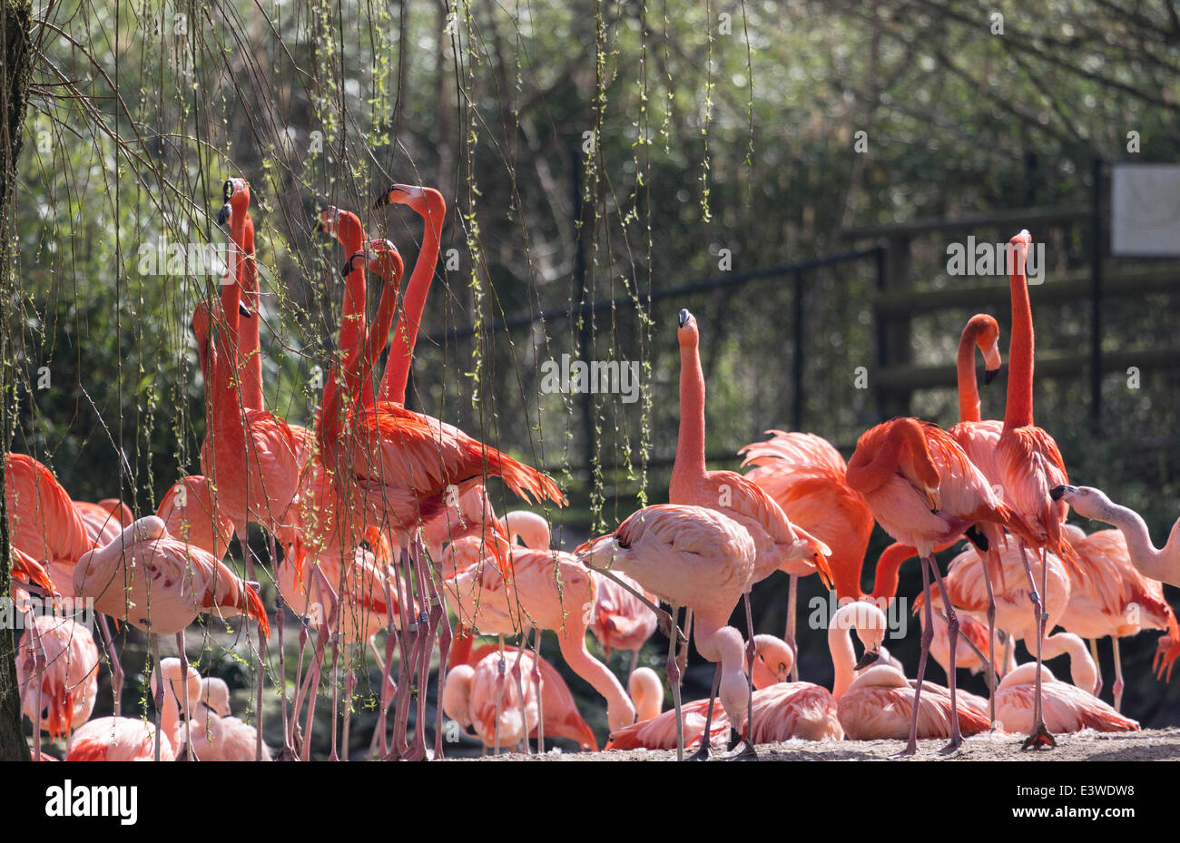 a typical scene of flamingo in Breval park in France Stock Photo - Alamy