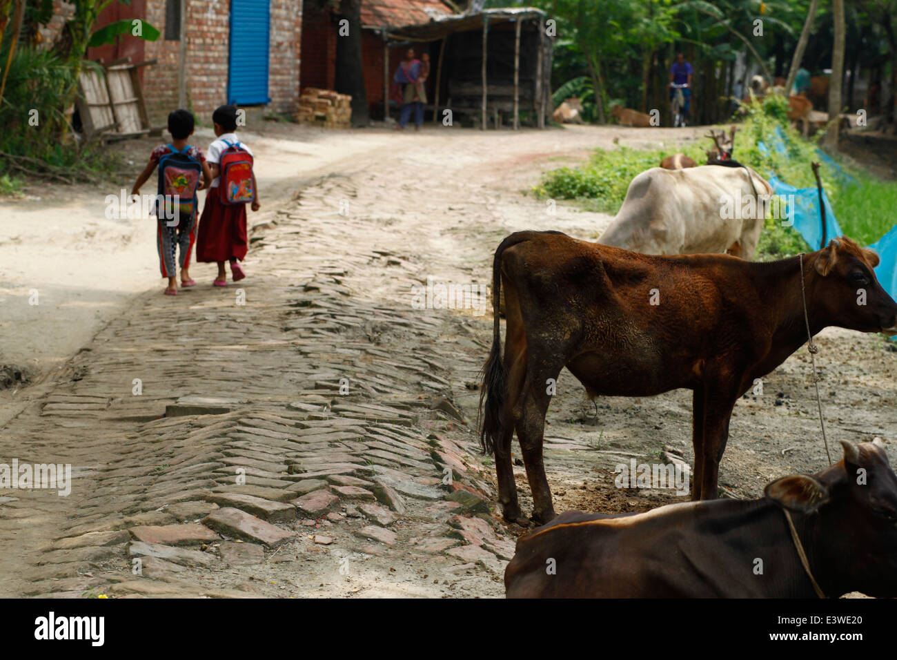 Schoold children back home after school by walking.Primary education is ...