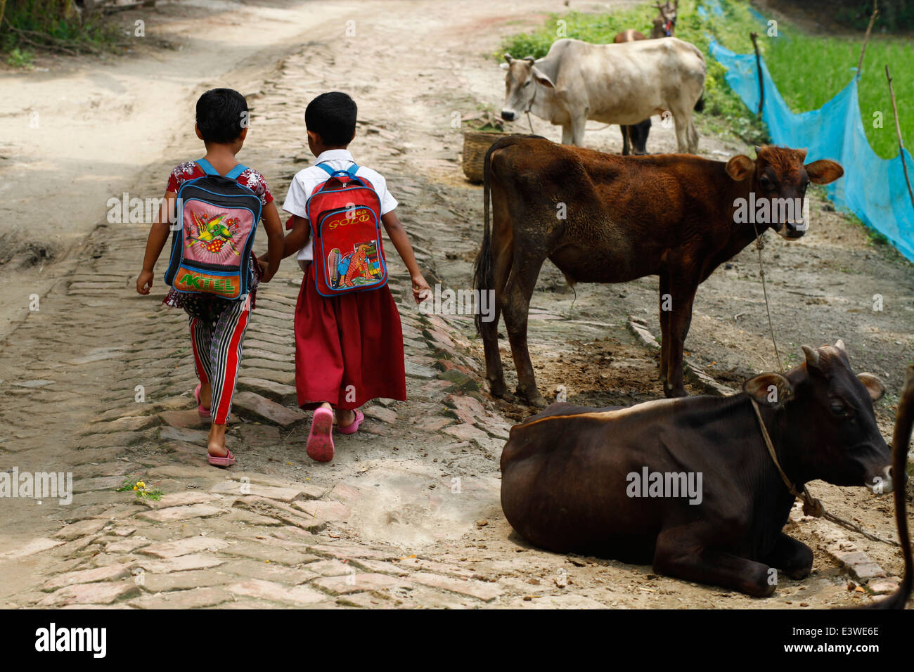 Schoold children back home after school by walking.Primary education is ...
