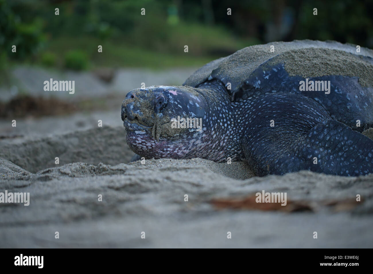 Leatherback Turtles High Resolution Stock Photography and Images - Alamy