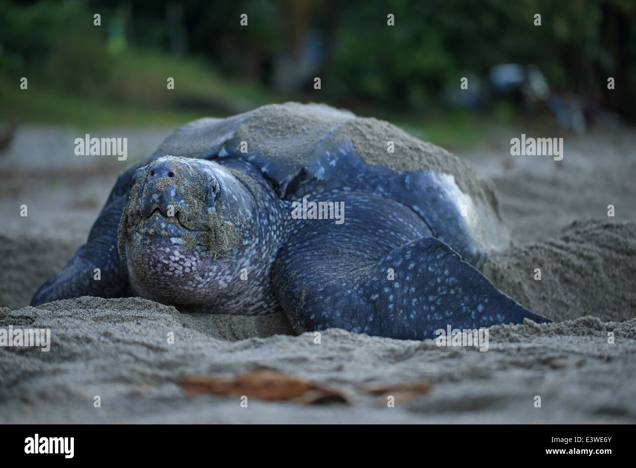 Leatherback turtles hi-res stock photography and images - Alamy