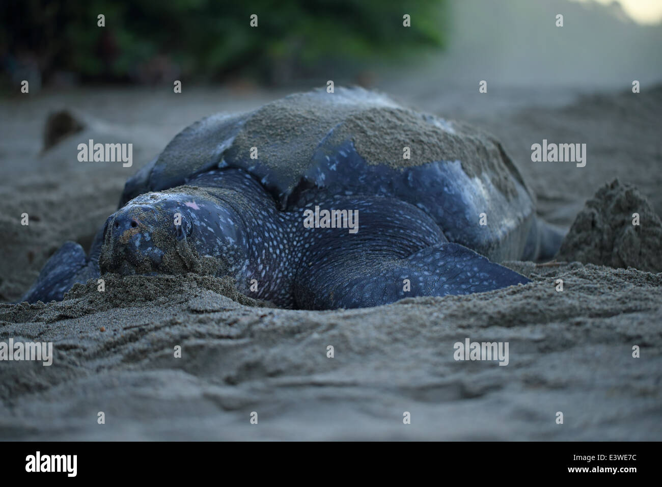 Leatherback turtles hi-res stock photography and images - Alamy