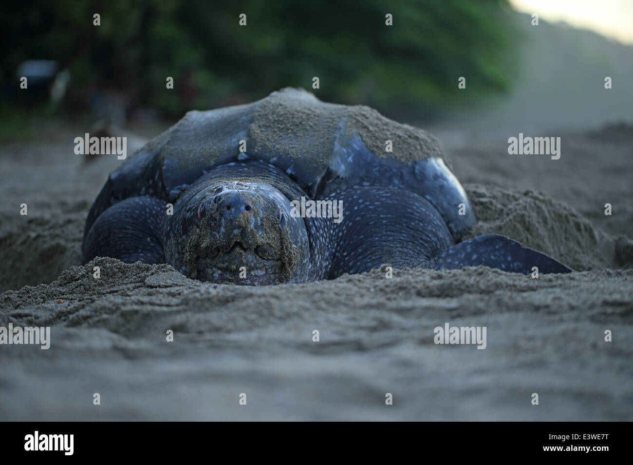 Leatherback turtles trinidad hi-res stock photography and images - Alamy