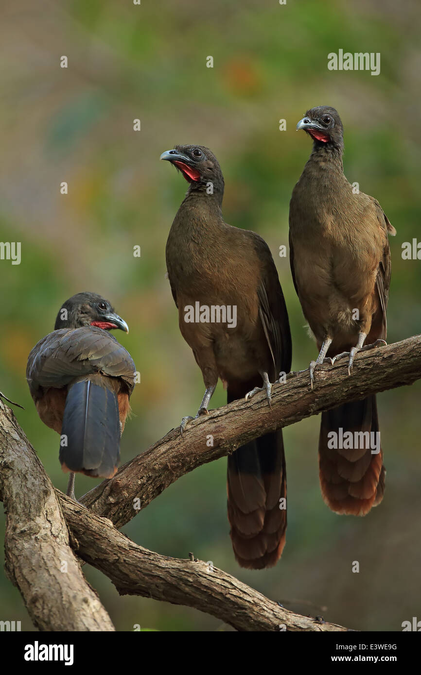 Rufous vented chachalacas hi-res stock photography and images - Alamy