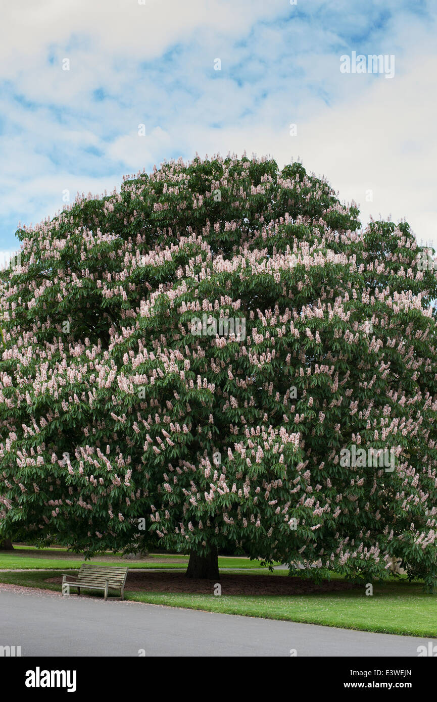 Aesculus indica sydney pearce hi-res stock photography and images - Alamy