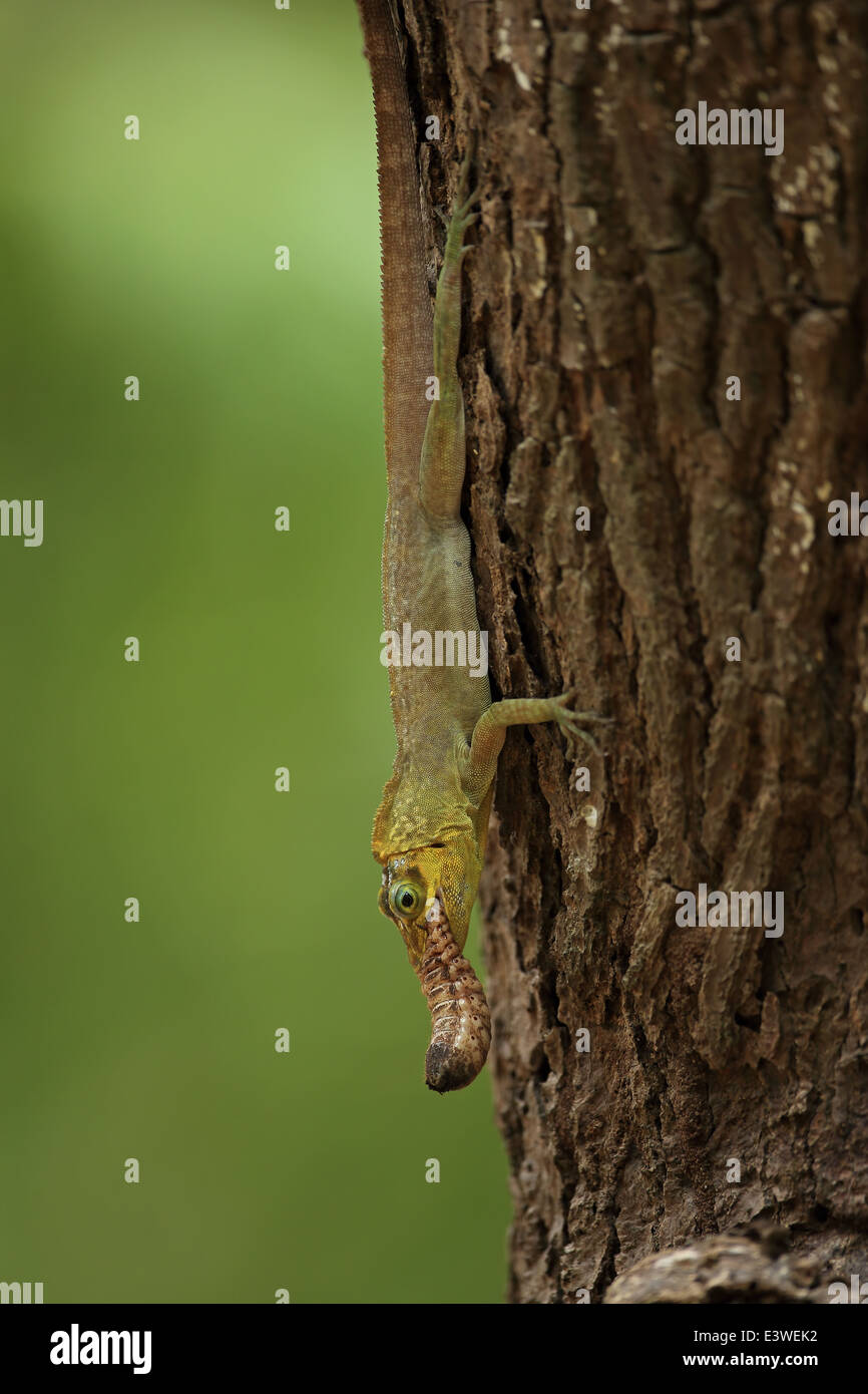 Richard's Anole (Anolis richardii Stock Photo - Alamy