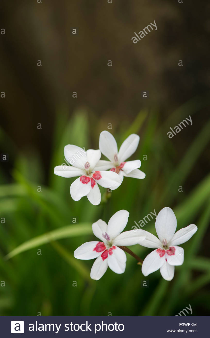Freesia Laxa Stock Photos & Freesia Laxa Stock Images - Alamy
