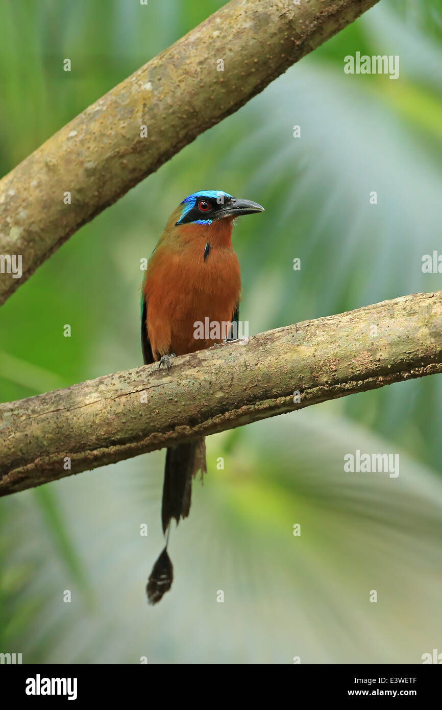 Trinidad Motmot (Momotus bahamensis Stock Photo - Alamy