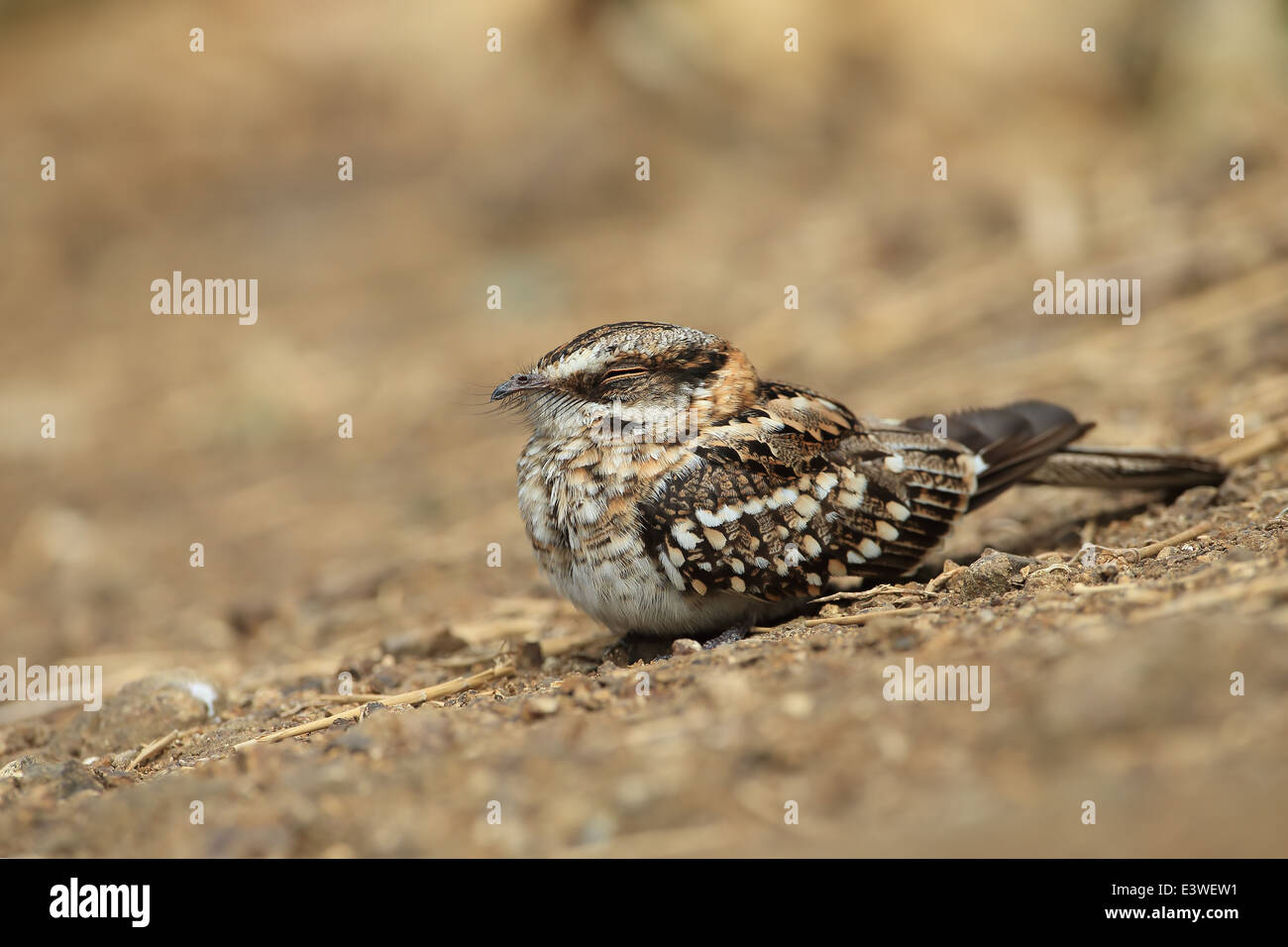 White-tailed Nightjar (Caprimulgas cayennensis Stock Photo - Alamy