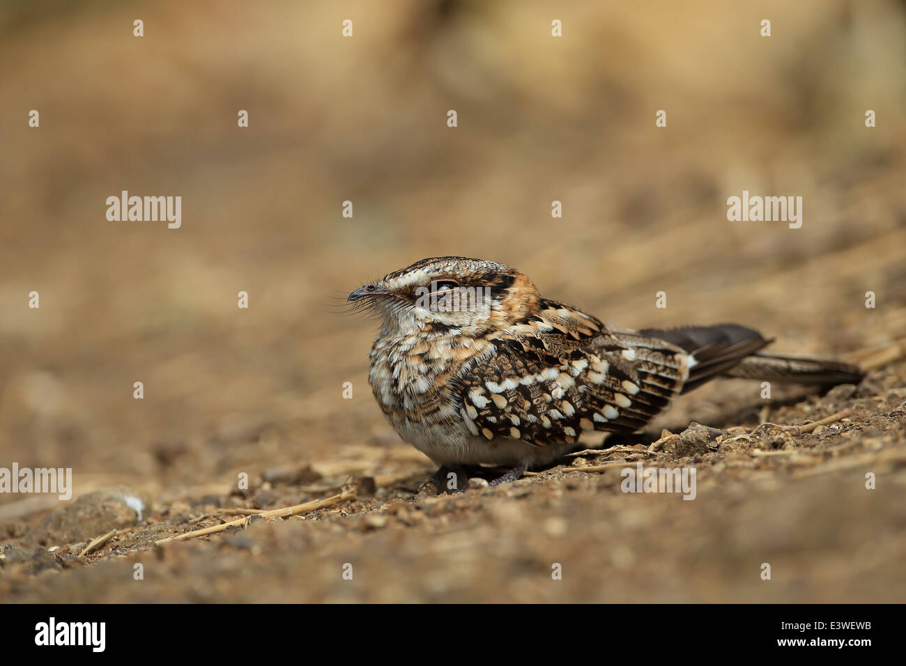 Cayennensis hi-res stock photography and images - Alamy