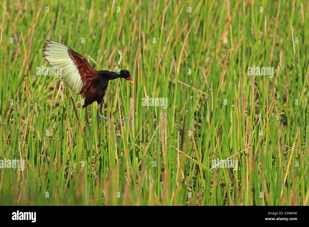 Jacana flying hi-res stock photography and images - Alamy