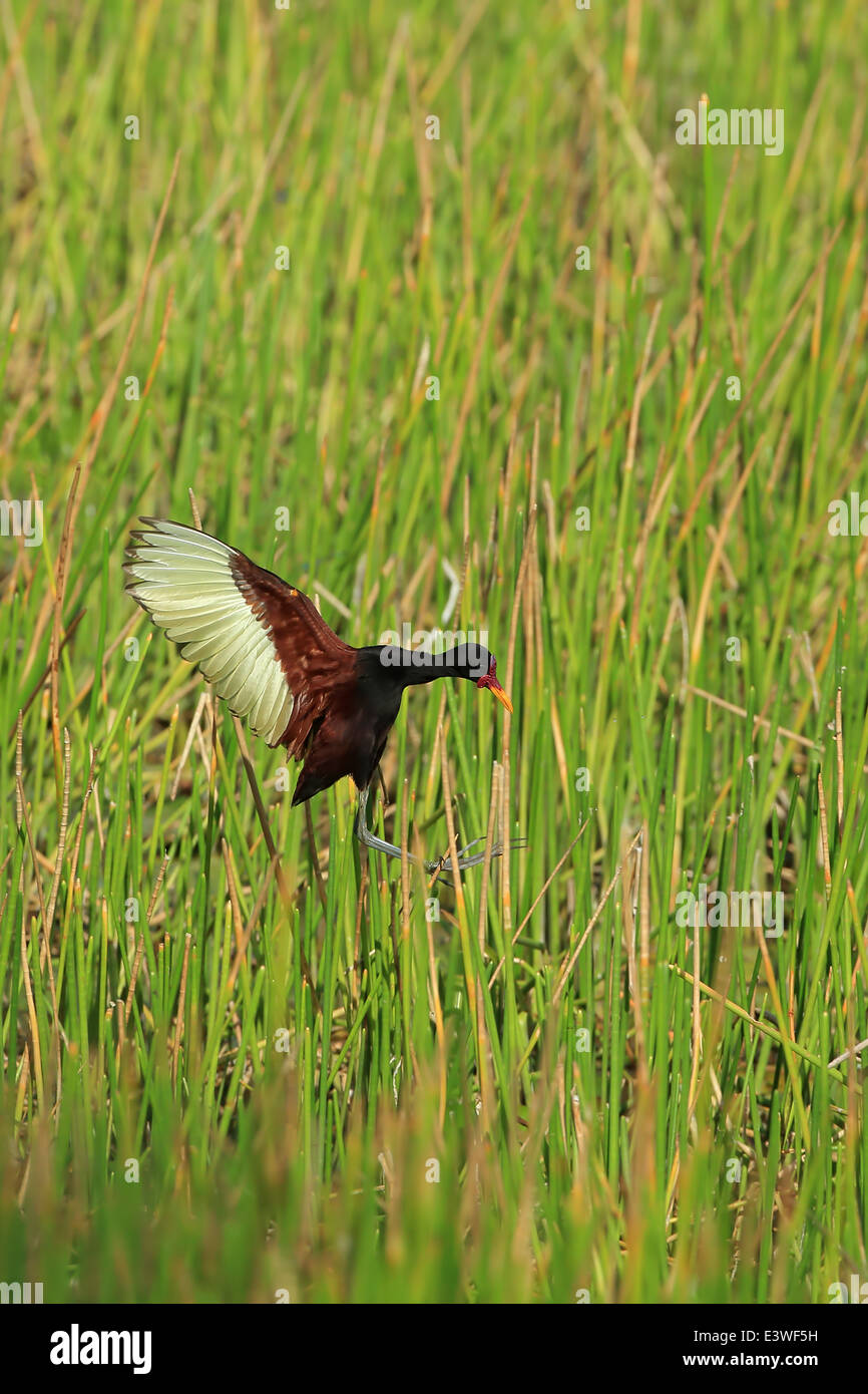 Wattled jacanas hi-res stock photography and images - Alamy