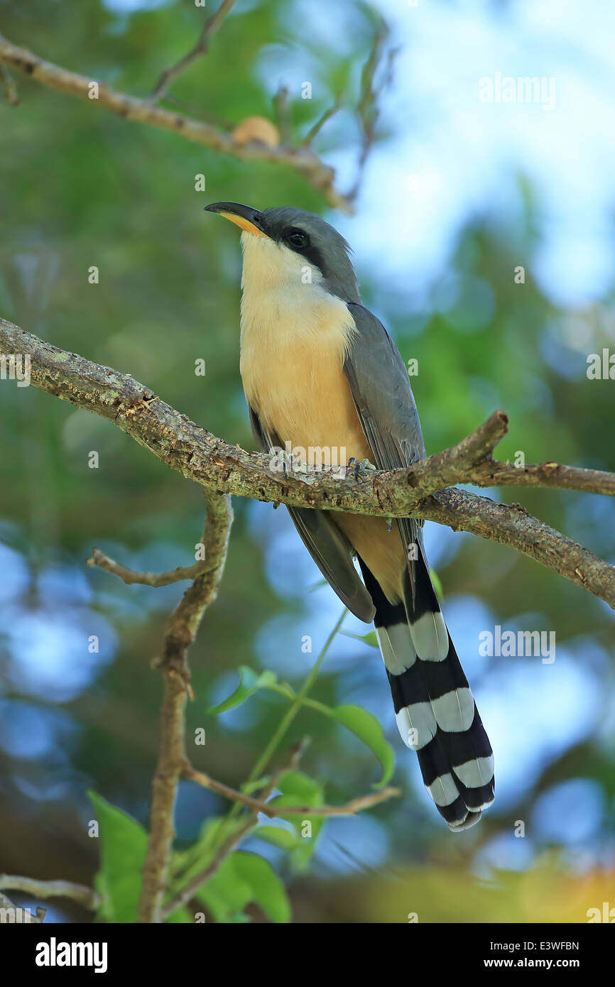 Mangrove Cuckoo (Coccyzus minor Stock Photo - Alamy
