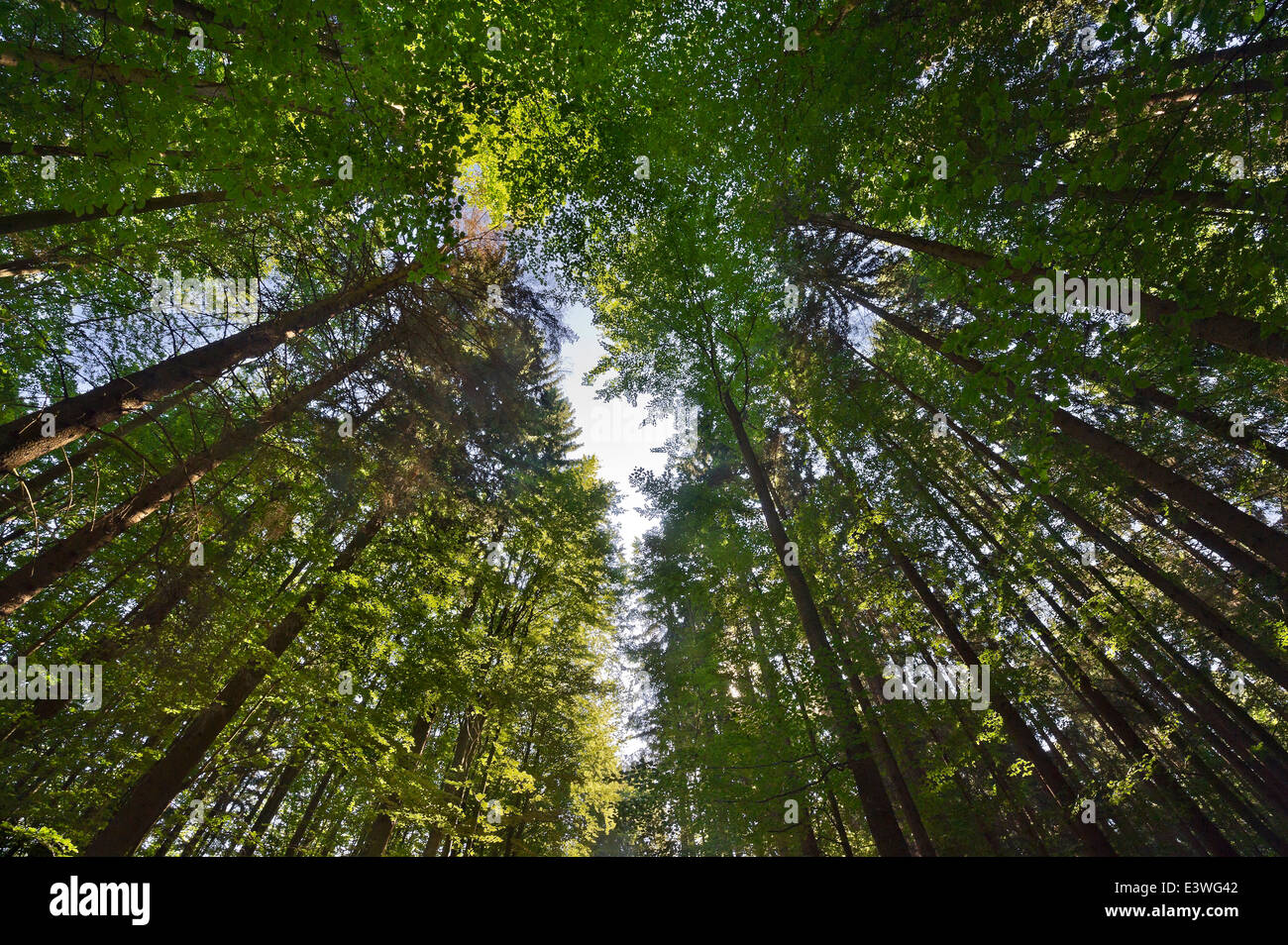 Germany, Bayerischer Wald NP, Bavarian forest Stock Photo - Alamy