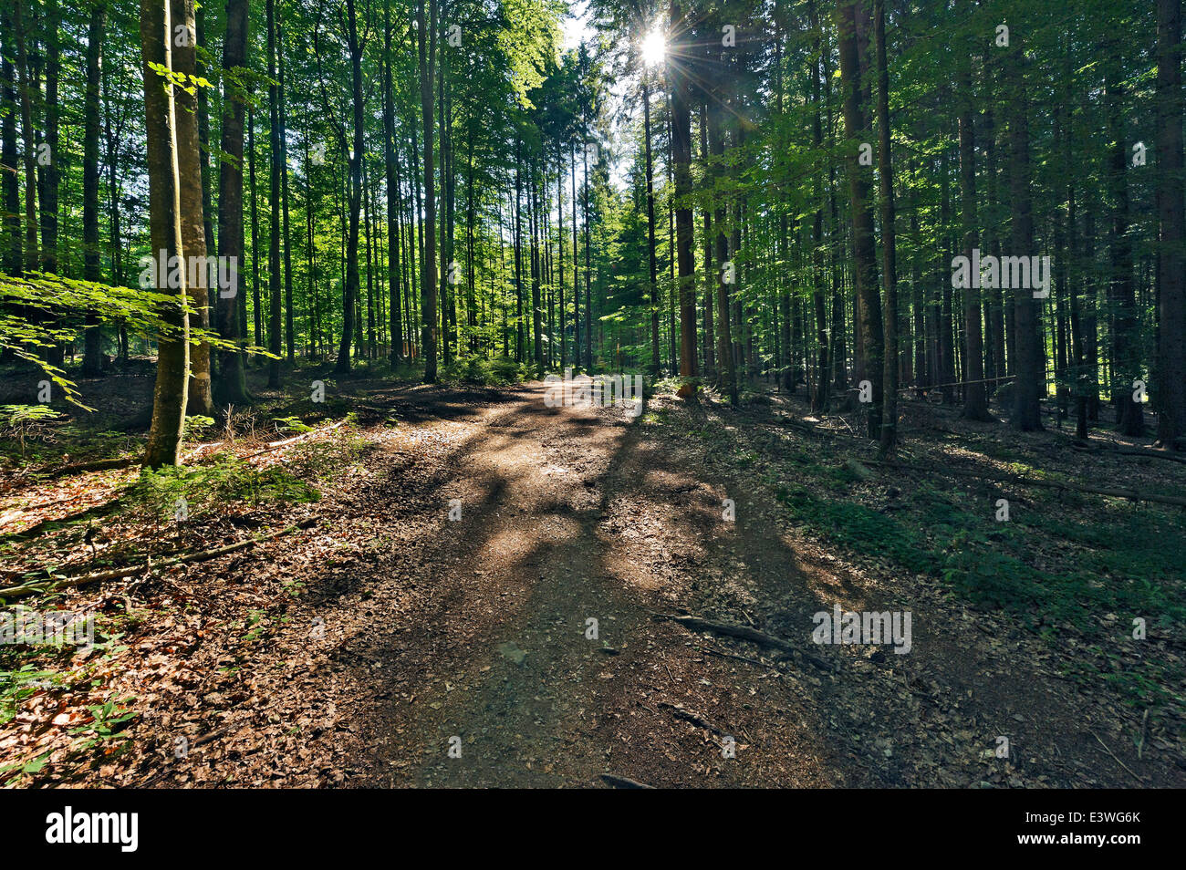 Germany, Bayerischer Wald NP, Bavarian forest Stock Photo - Alamy