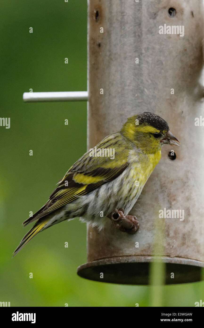 Nyger feeder hi-res stock photography and images - Alamy