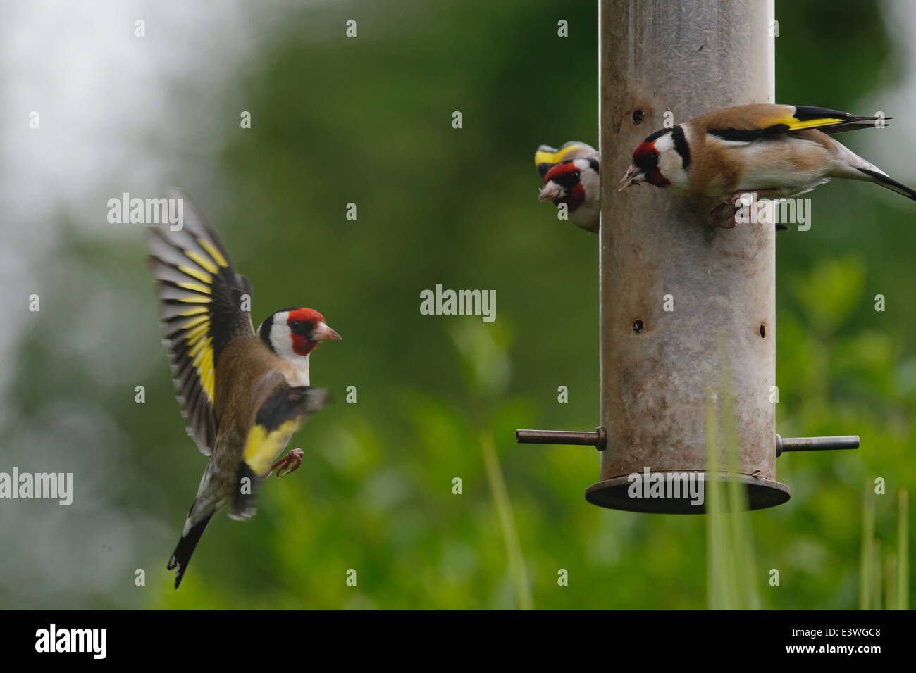 British Garden Birds: Goldfinch often fall out when feeding Stock Photo ...