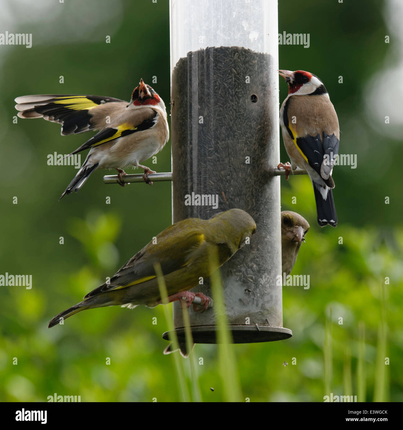 British Garden Birds: Goldfinch often fall out when feeding Stock Photo ...