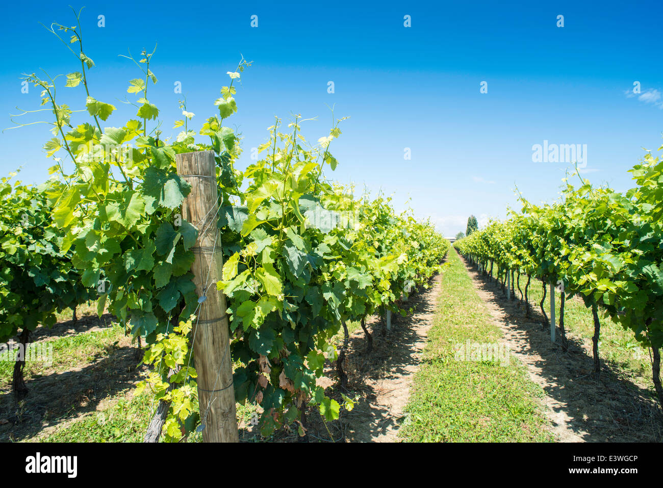 Green Vineyards field. Blue sky and sunlight Stock Photo - Alamy