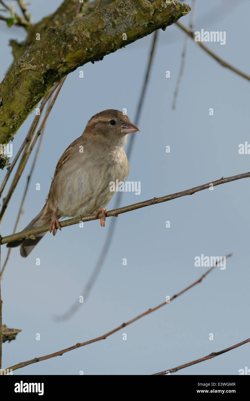 A female sparrow perches high up in a tree before looking for food ...