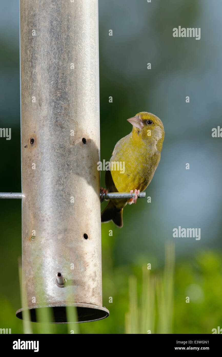 nyger seed feeder with perched Greenfinch Stock Photo - Alamy
