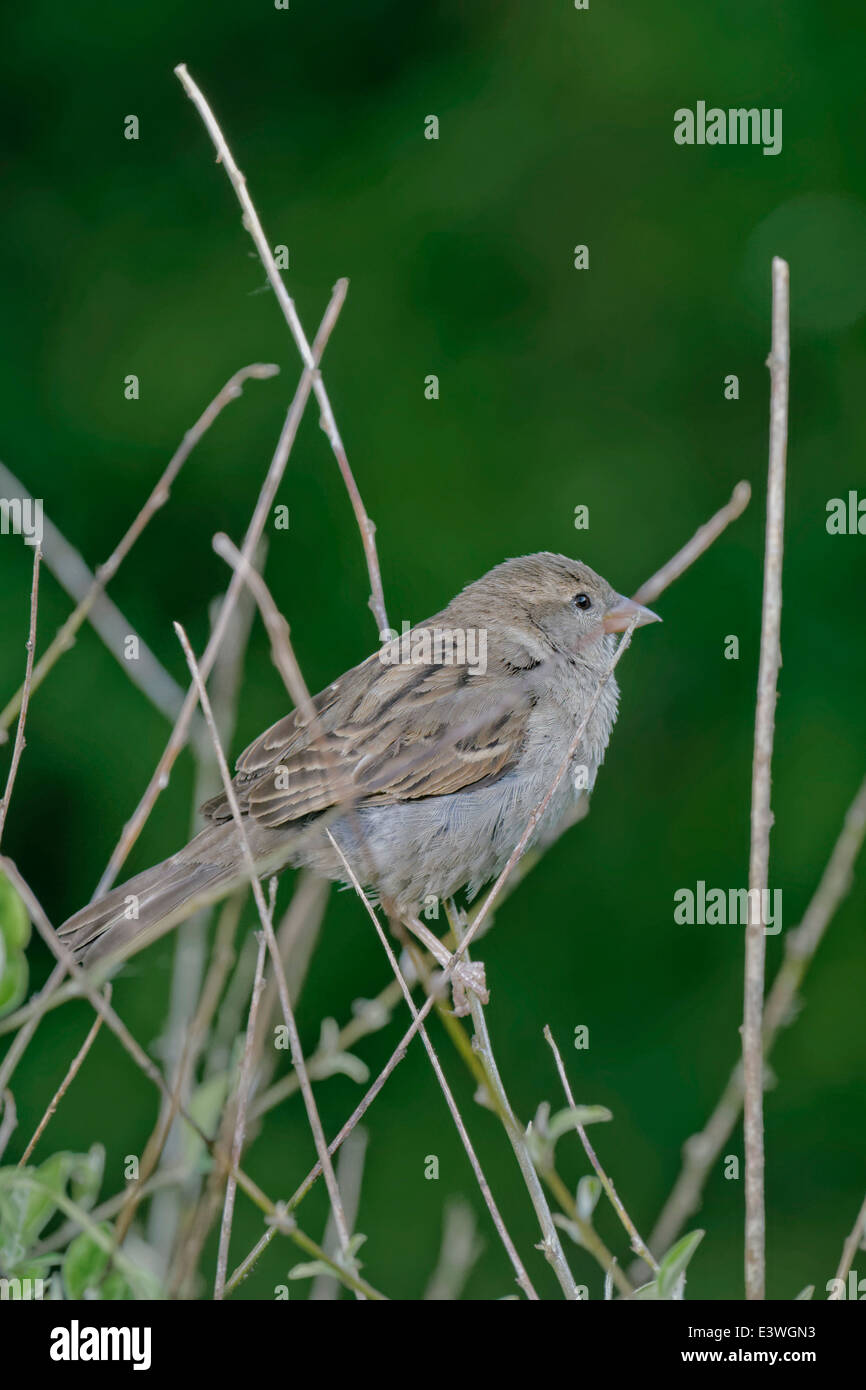 A perching sparrow watches for possible danger Stock Photo - Alamy