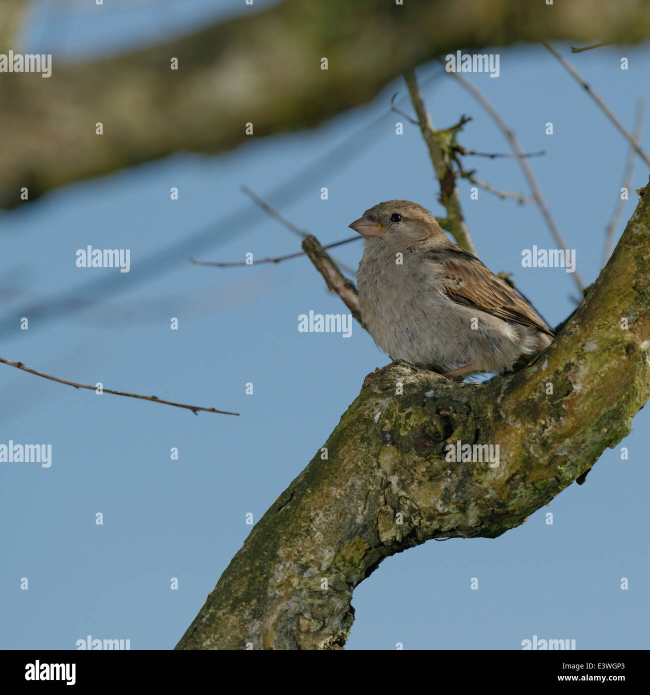 A female sparrow perches high up in a tree before looking for food ...