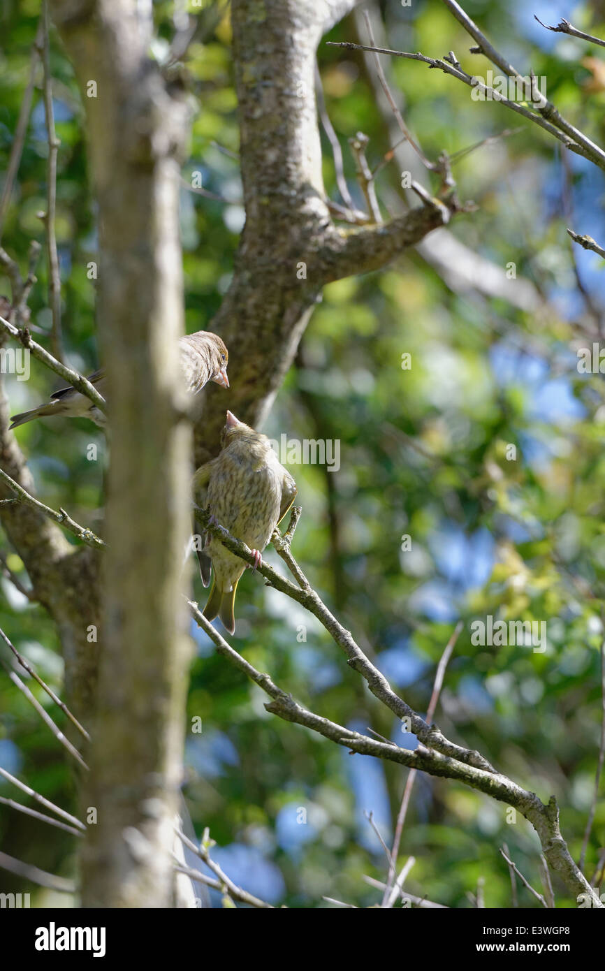 AWelsh Garden Birds : A greenfinch feeds its fledgling in the trees ...
