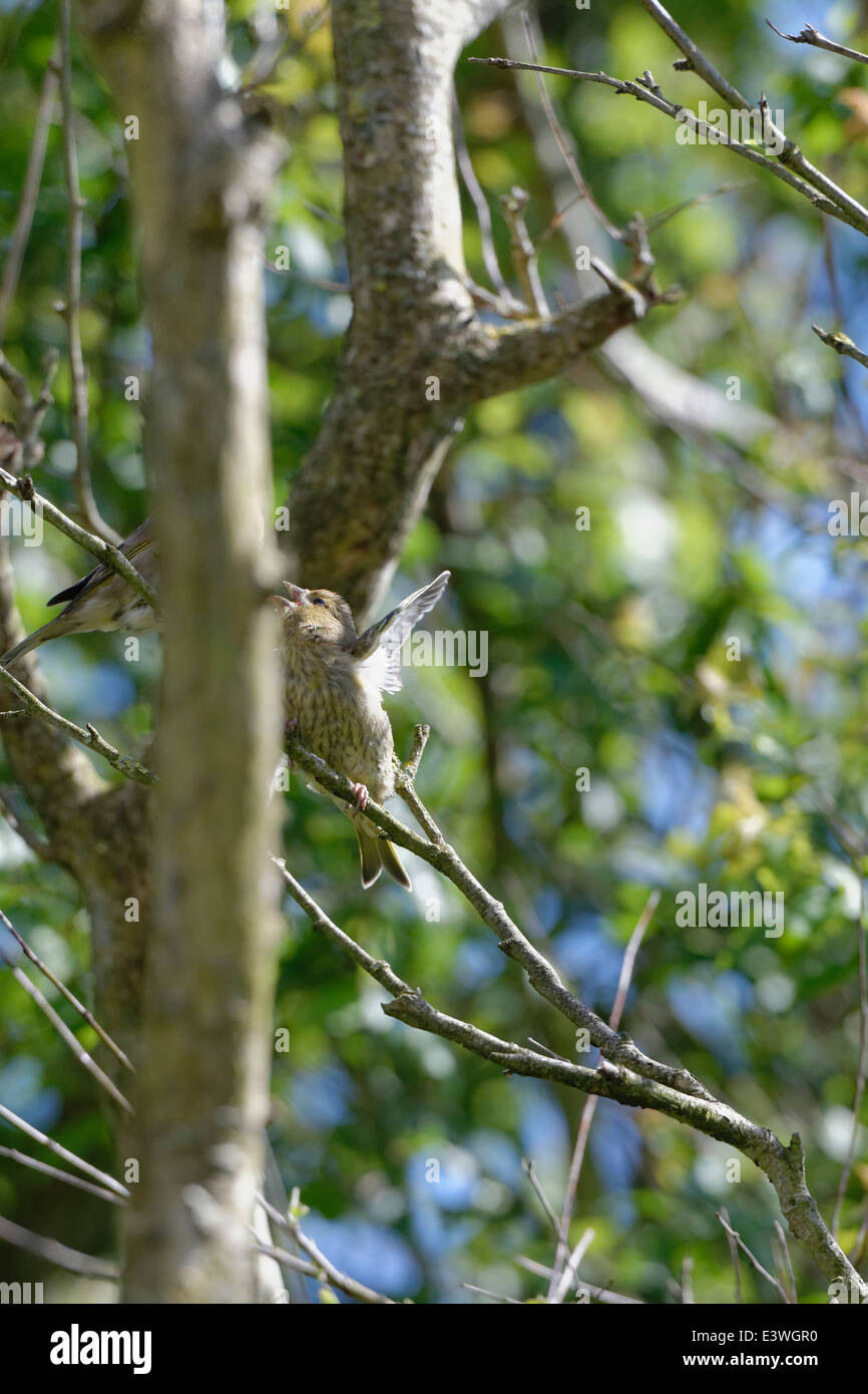 AWelsh Garden Birds : A greenfinch feeds its fledgling in the trees ...