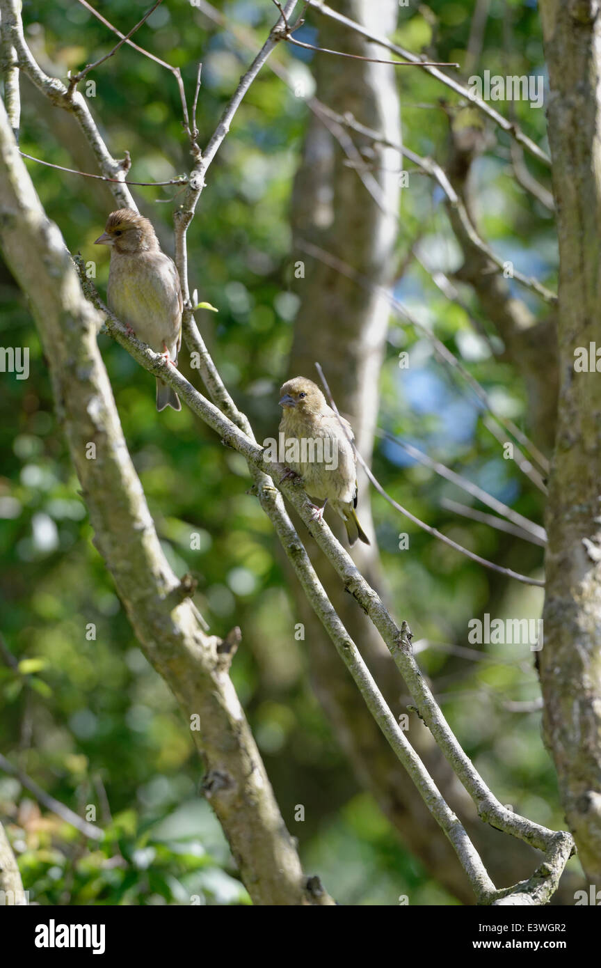 AWelsh Garden Birds : A greenfinch feeds its fledgling in the trees ...