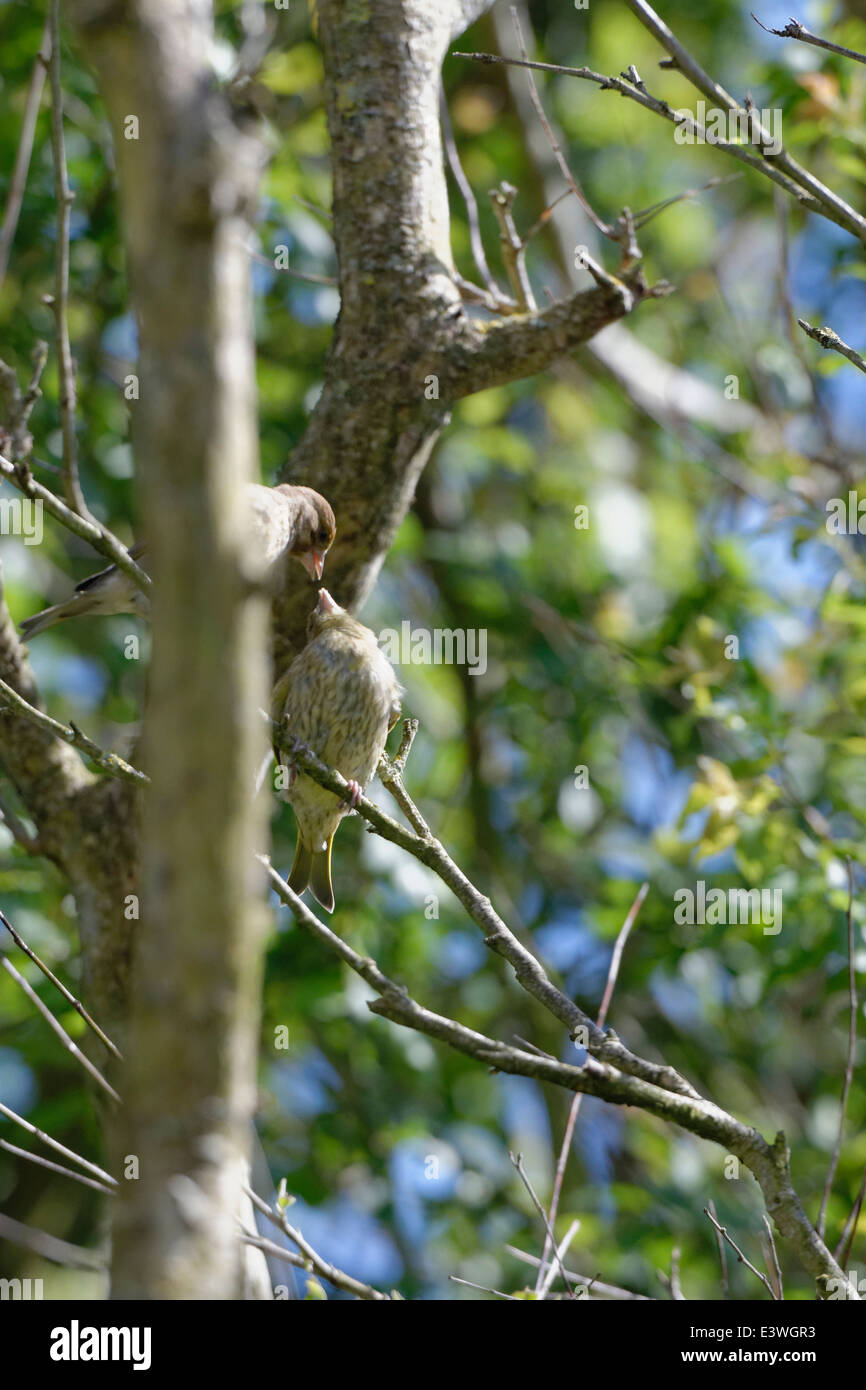 AWelsh Garden Birds : A greenfinch feeds its fledgling in the trees ...
