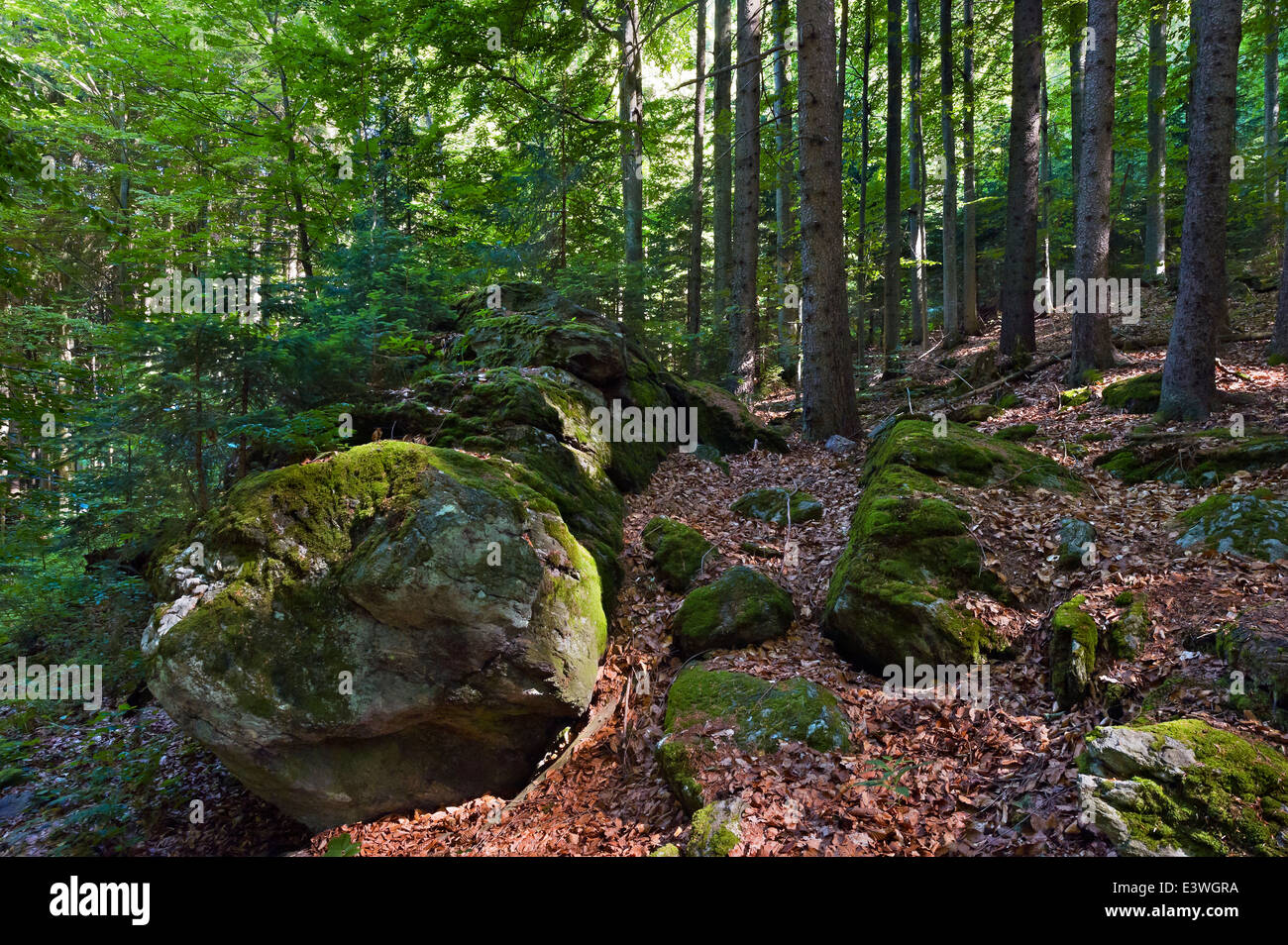 Germany, Bayerischer Wald NP, Bavarian forest Stock Photo - Alamy