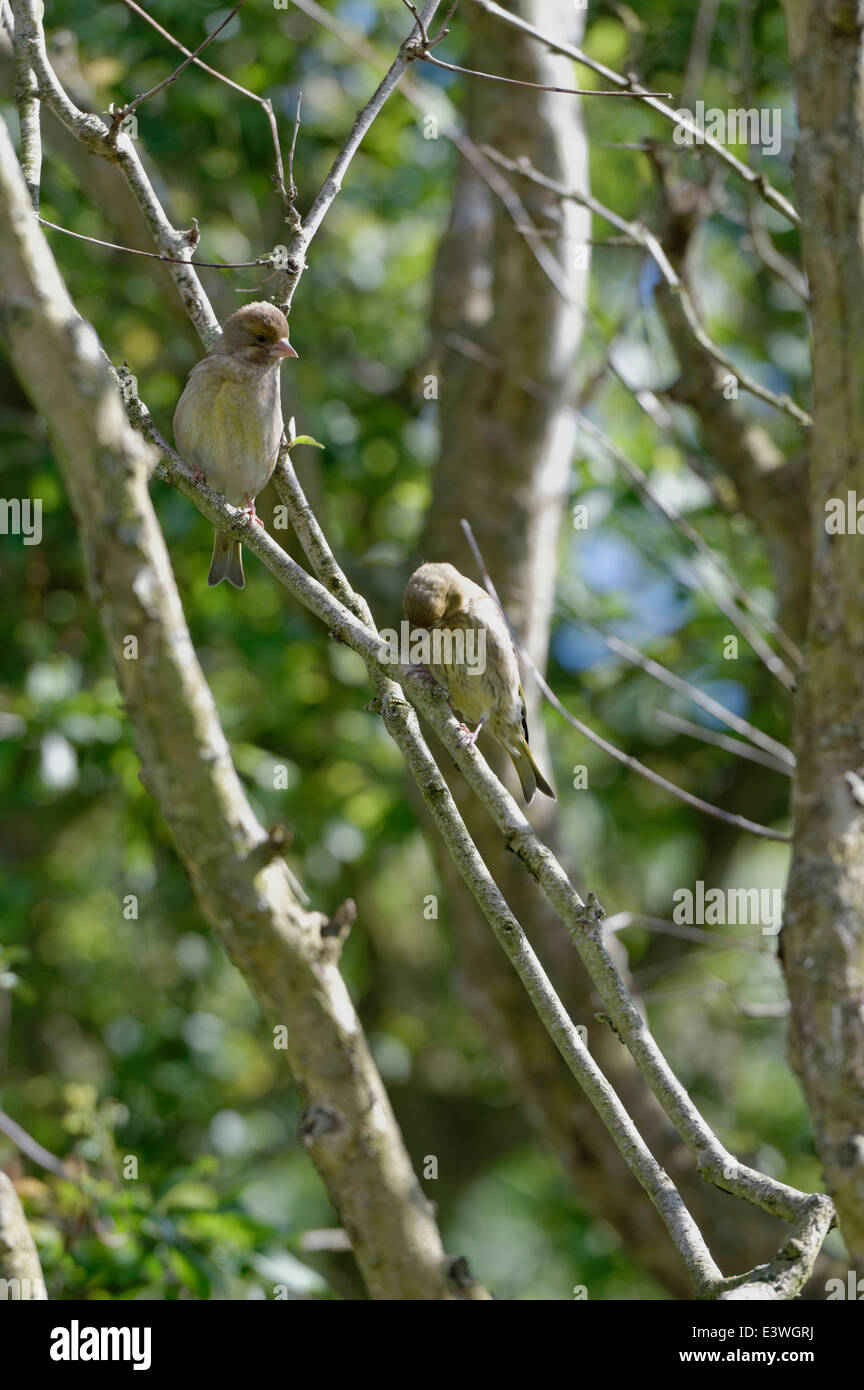 AWelsh Garden Birds : A greenfinch feeds its fledgling in the trees ...