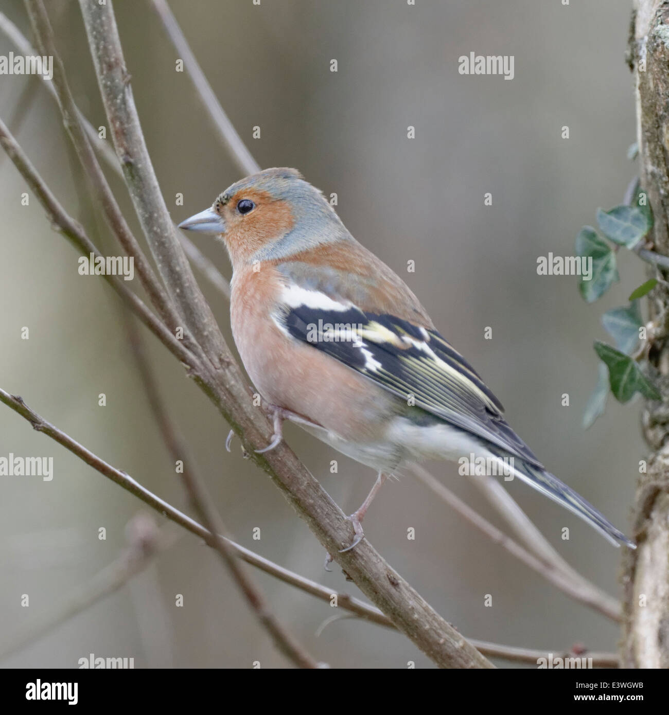 Chaffinch : Common Welsh Garden Birds Stock Photo - Alamy
