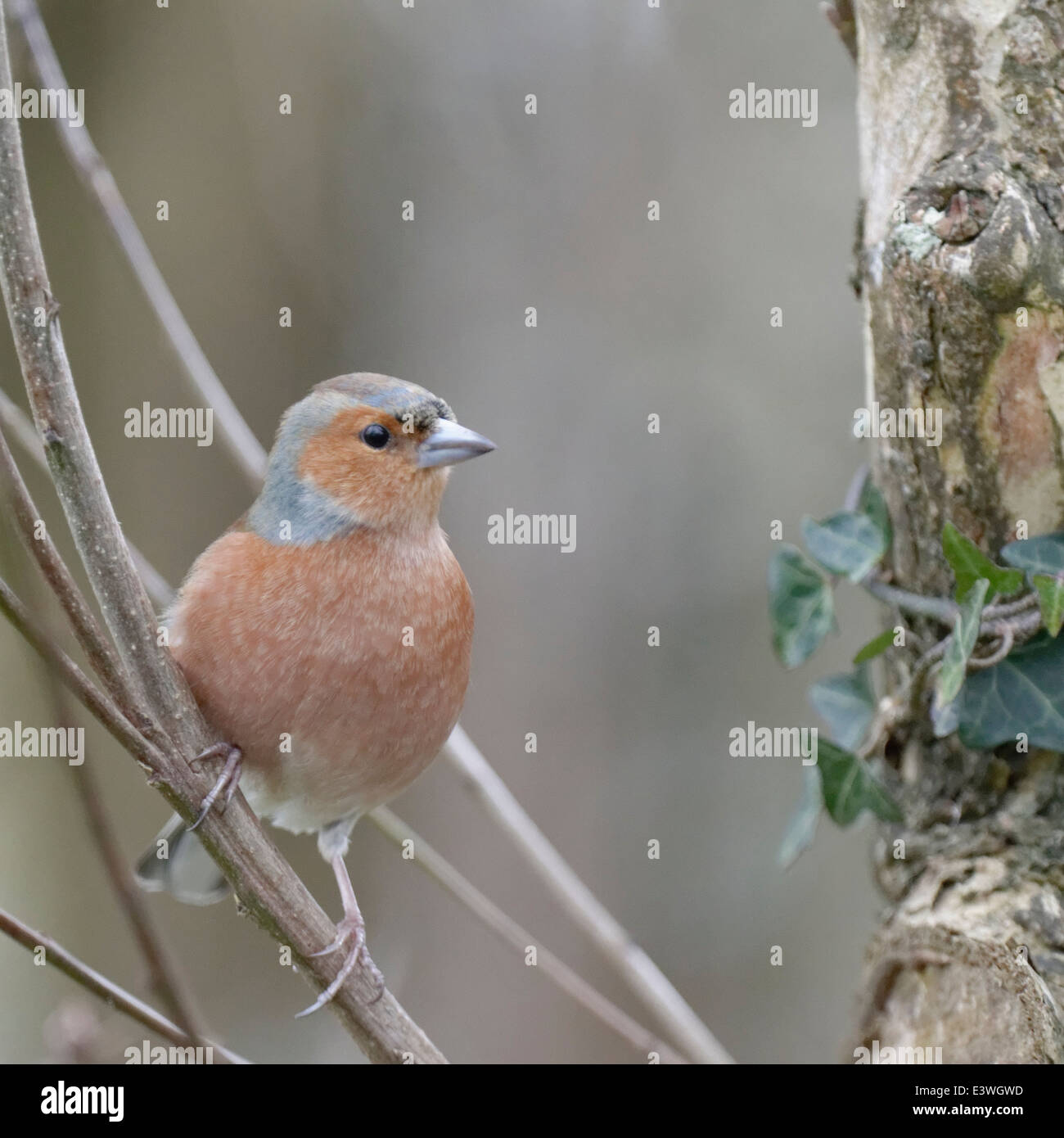 Chaffinch : Common Welsh Garden Birds Stock Photo - Alamy