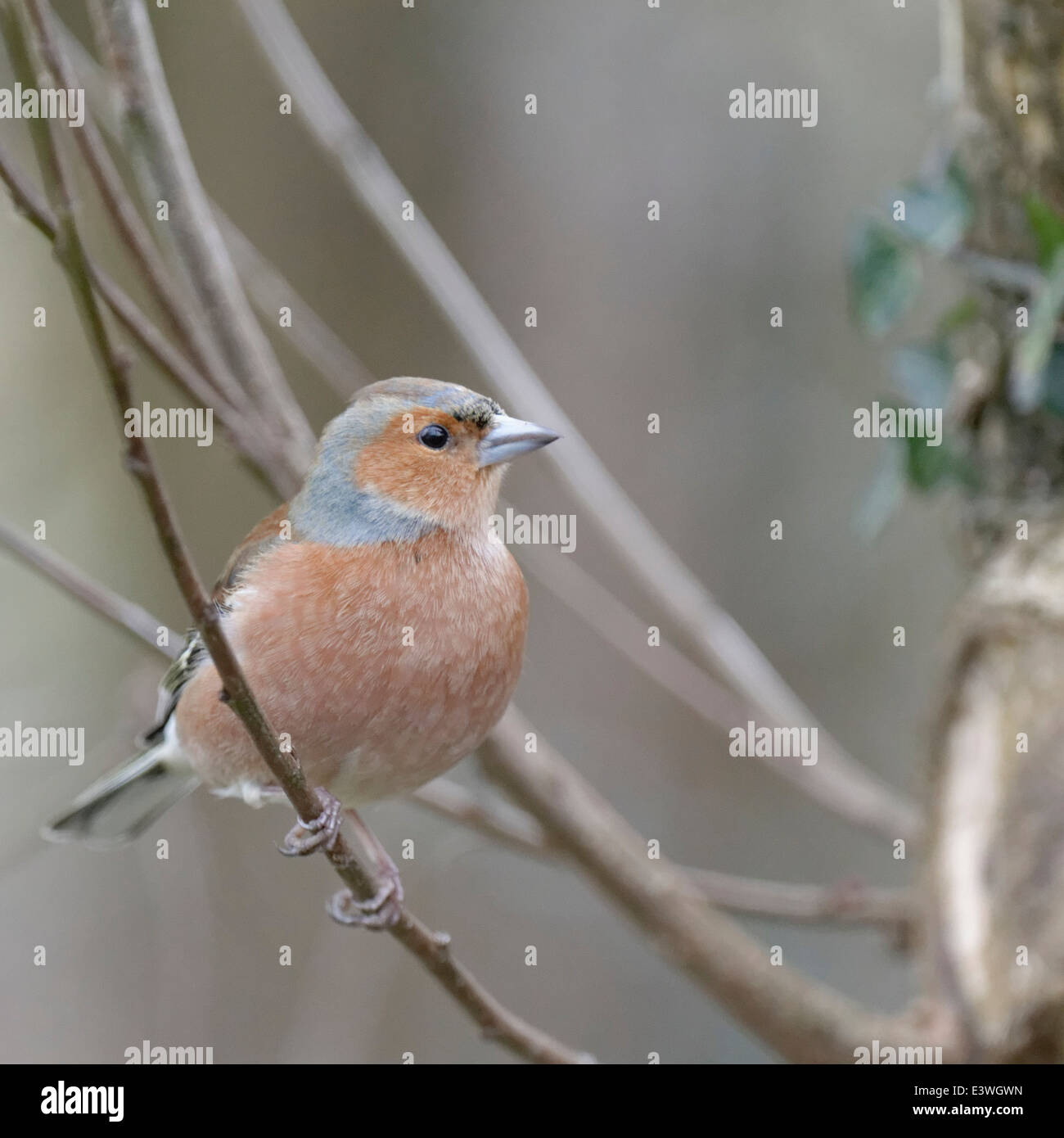 Chaffinch : Common Welsh Garden Birds Stock Photo - Alamy