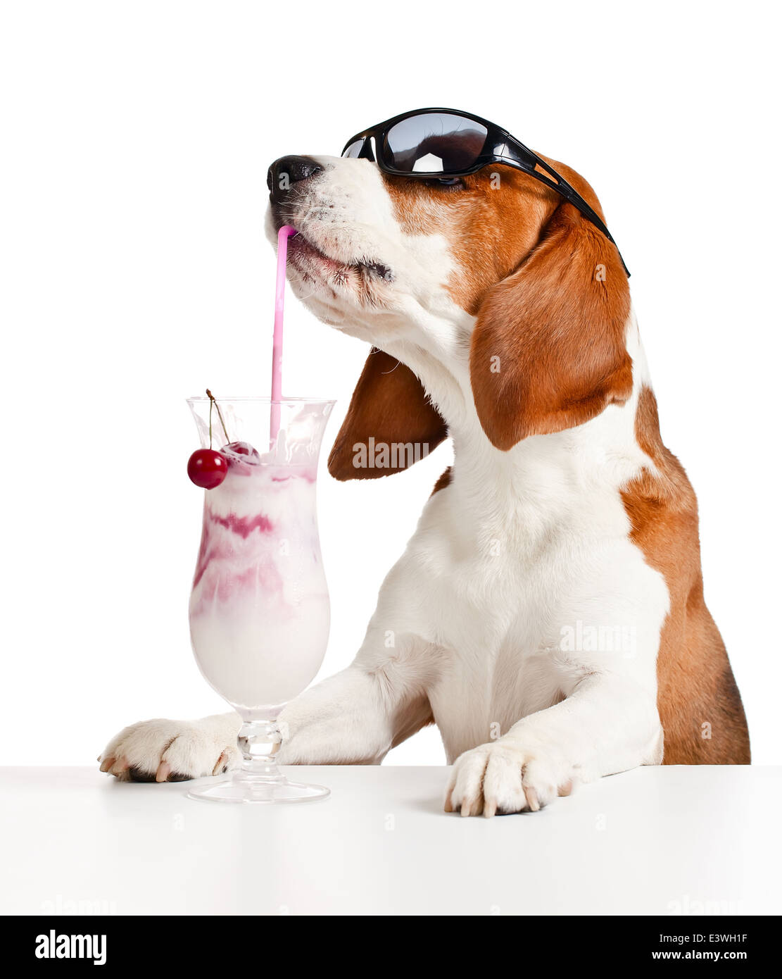 cute dog in sunglasses drink cocktail , isolated on white Stock Photo ...