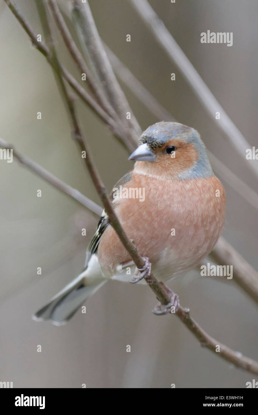 Chaffinch : Common Welsh Garden Birds Stock Photo - Alamy