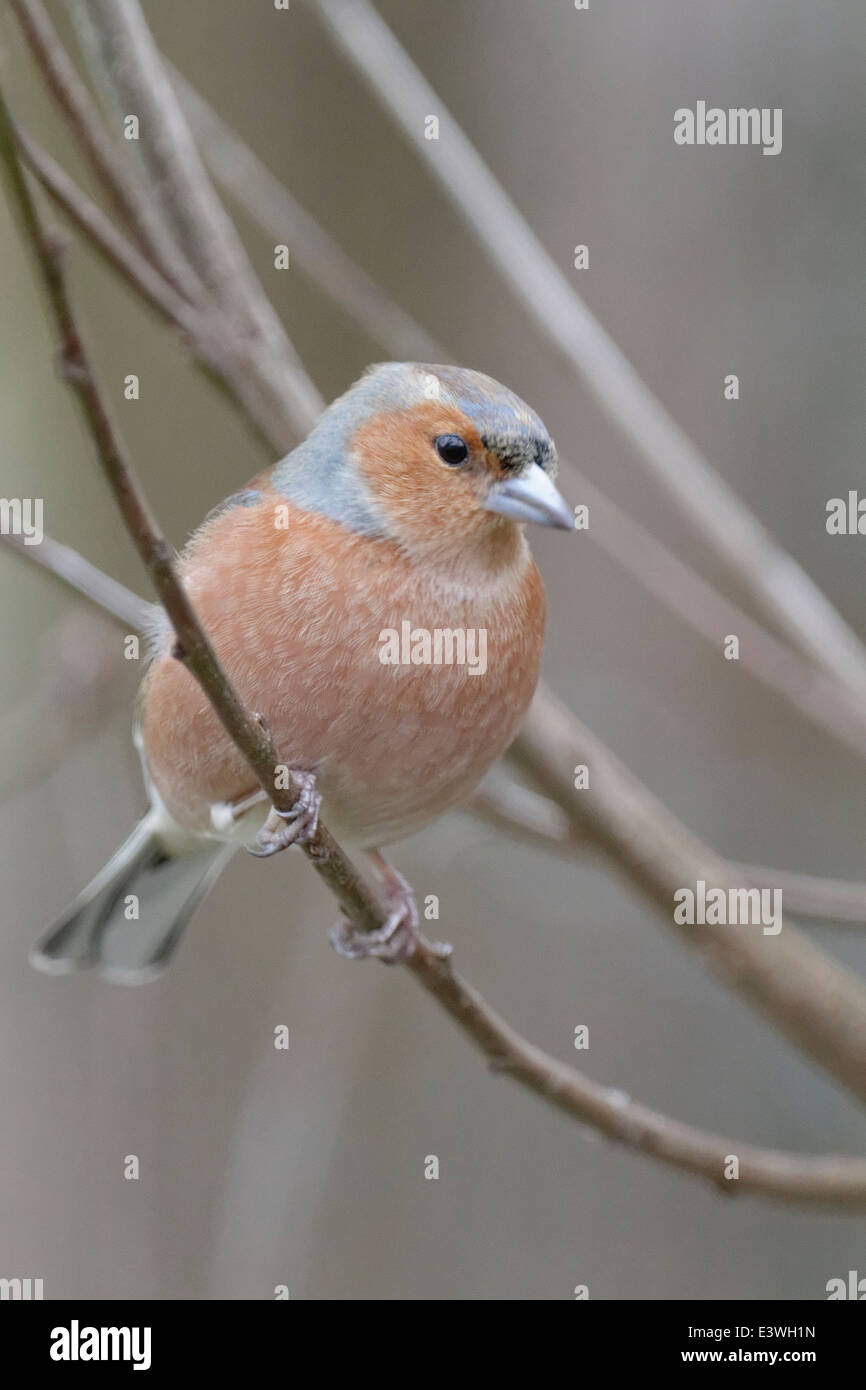 Chaffinch : Common Welsh Garden Birds Stock Photo - Alamy