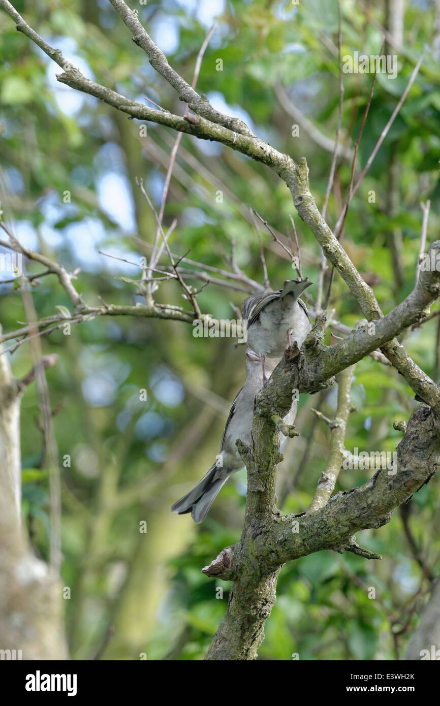 Passer by helping hi-res stock photography and images - Alamy