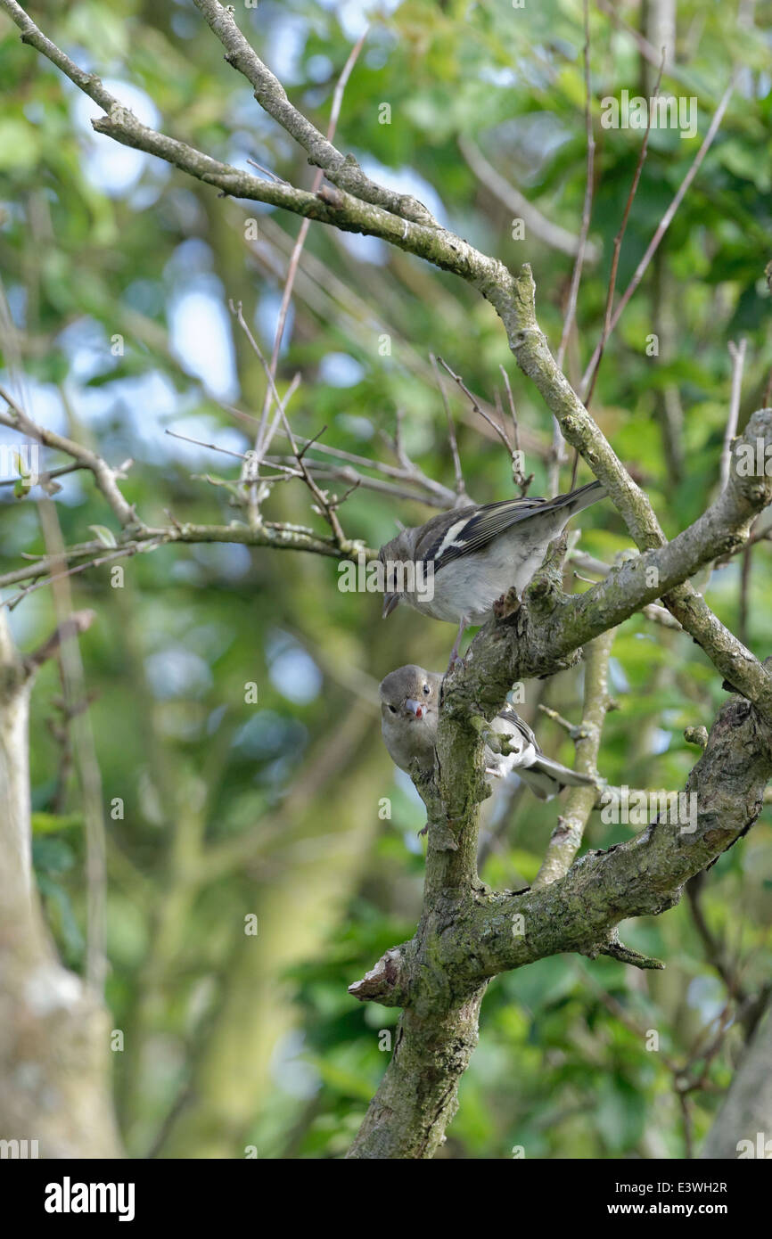Passer by helping hi-res stock photography and images - Alamy