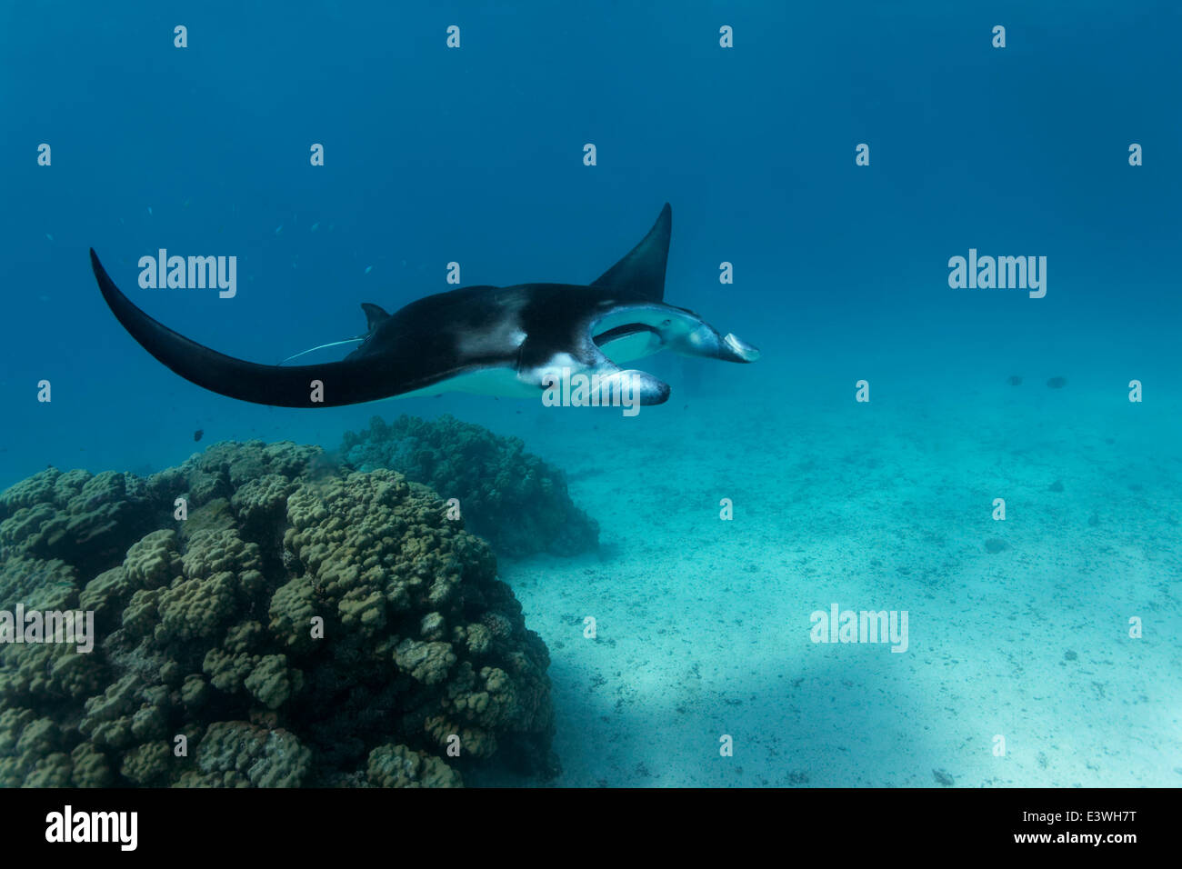 Reef Manta Ray (Manta alfredi) at coral block with cleaner fish station ...