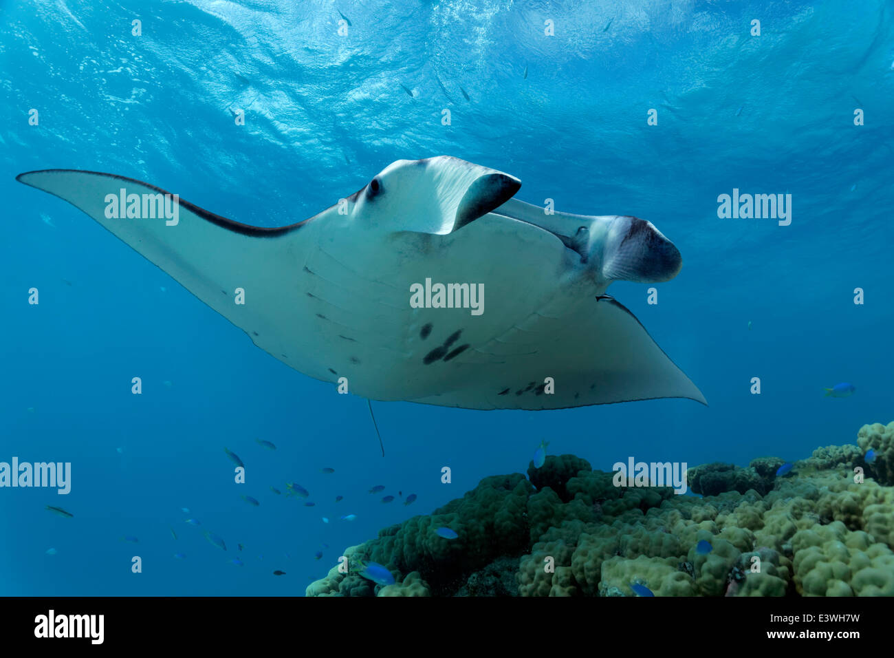 Reef Manta Ray (Manta alfredi) at coral block with cleaner fish station ...