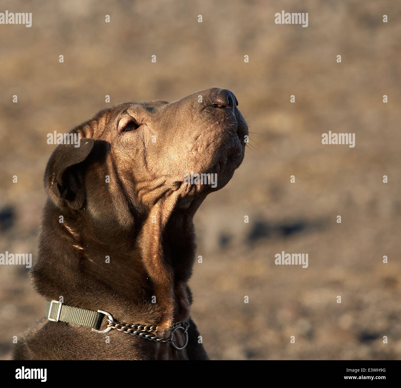 Portrait of a Sharpei dog Stock Photo - Alamy