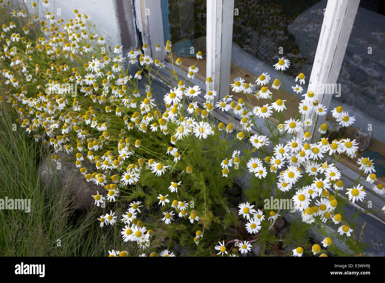 Arctic daisy hi-res stock photography and images - Alamy